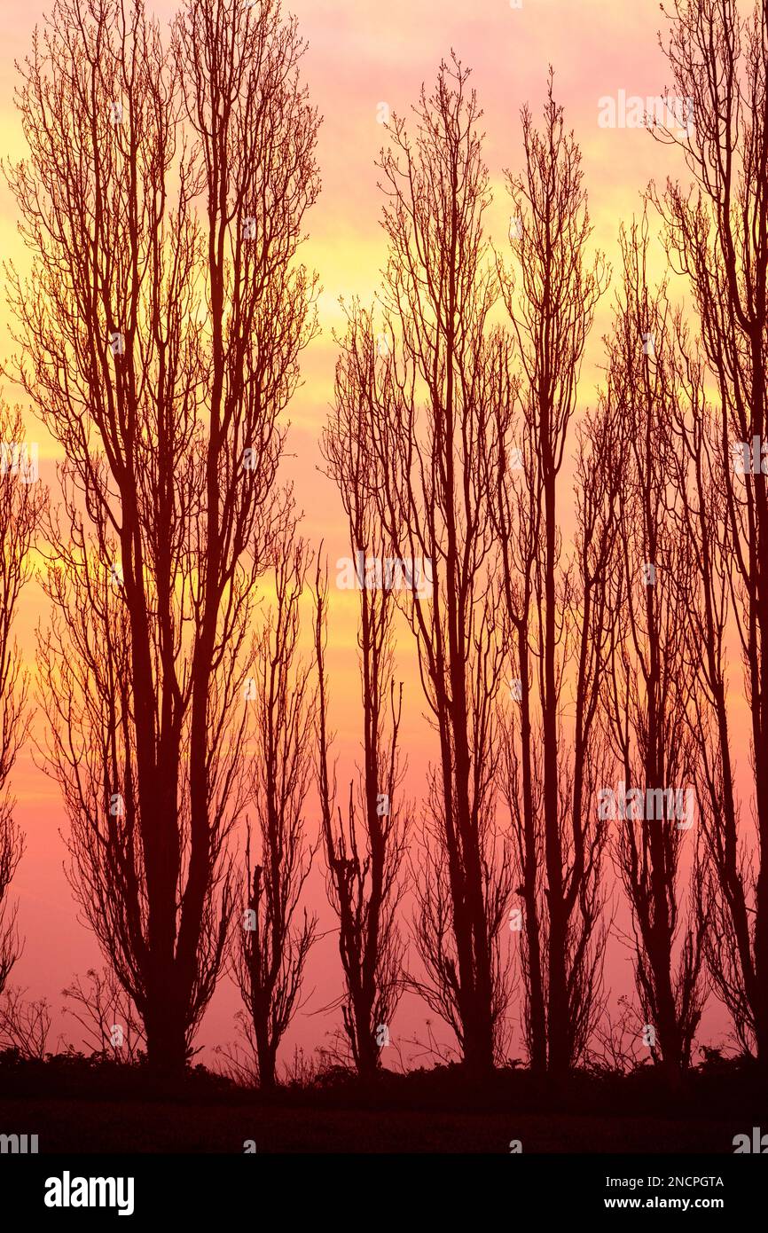 Misty dawn scene in the Kent countryside. Close up of a row of leafless ...