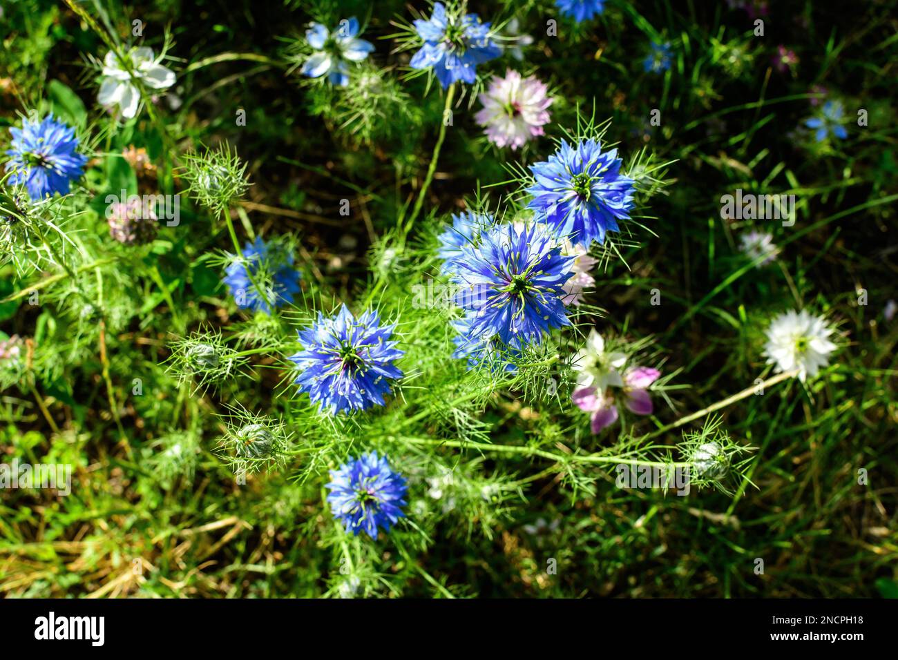 Small delicate blue flowers of nigella sativa plant, also known as ...