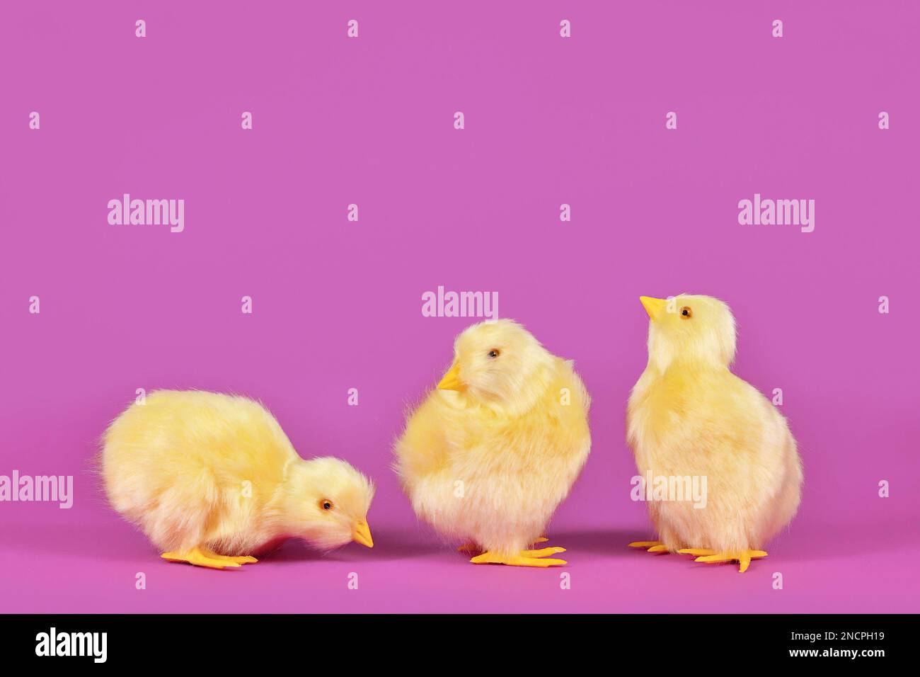 Small decorative easter chickens in front of purple background with ...