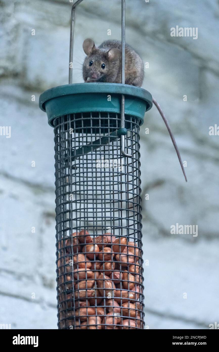 Bird feeder with mouse in hi-res stock photography and images - Alamy