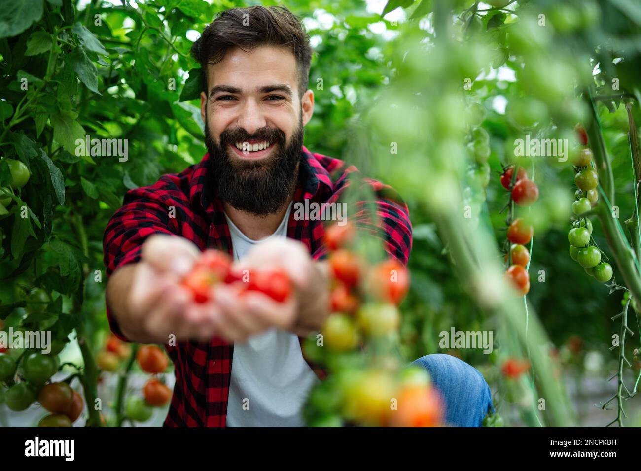 Happy man worker picking sweet vegetables in countryside farm ...