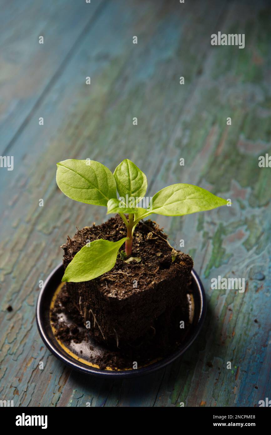 Lump of roots hi-res stock photography and images - Alamy