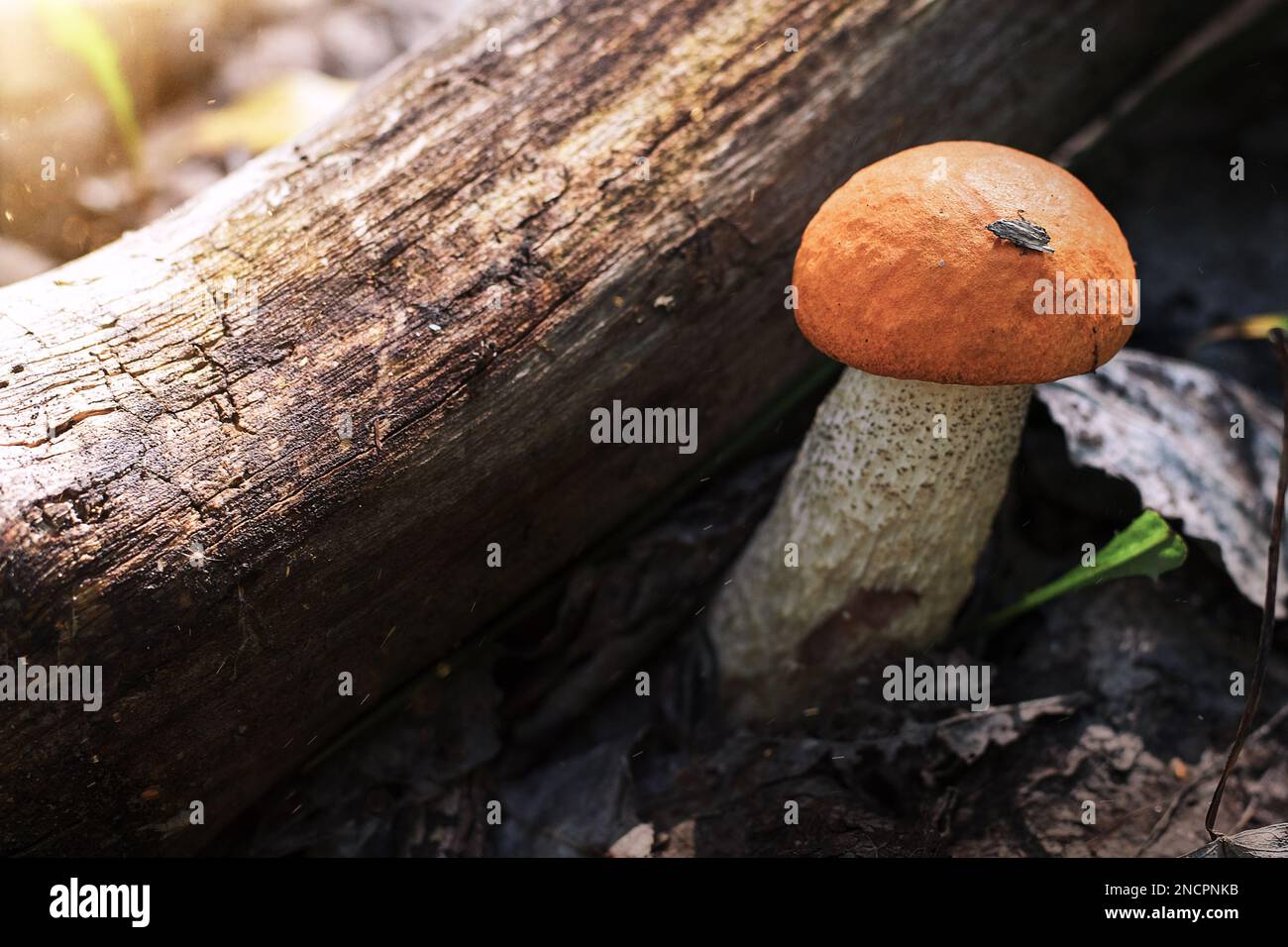 Orange cap boletus. Crop of forest edible mushrooms. A young boletus ...