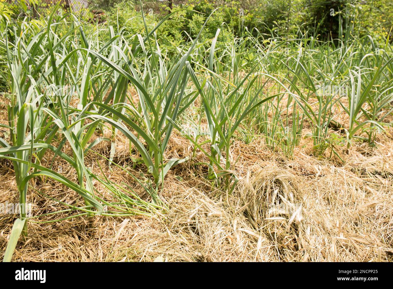 Young garlic in a bed mulched with hay, a permaculture method of ...