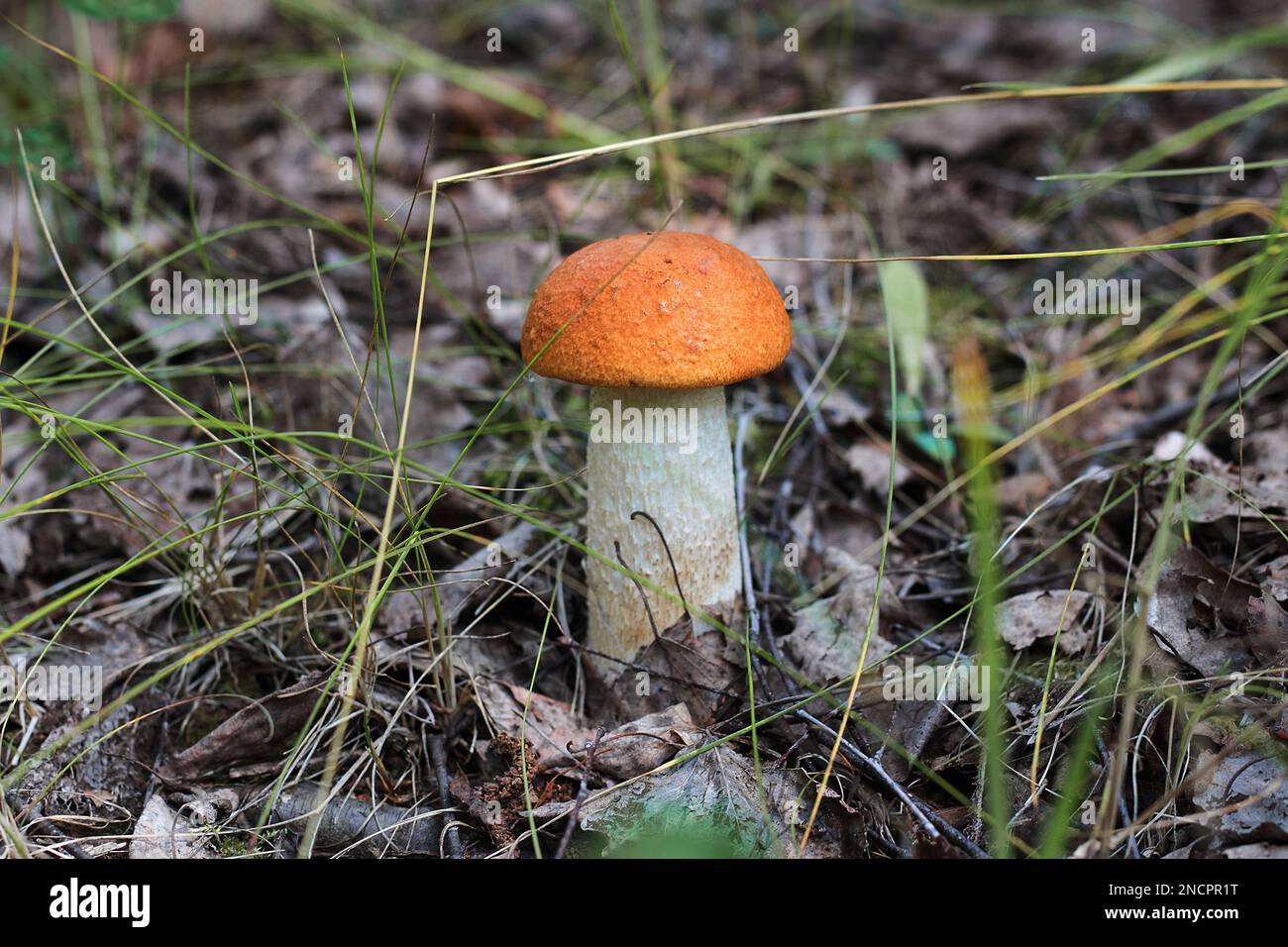 Orange cap boletus. Crop of forest edible mushrooms. A young boletus ...