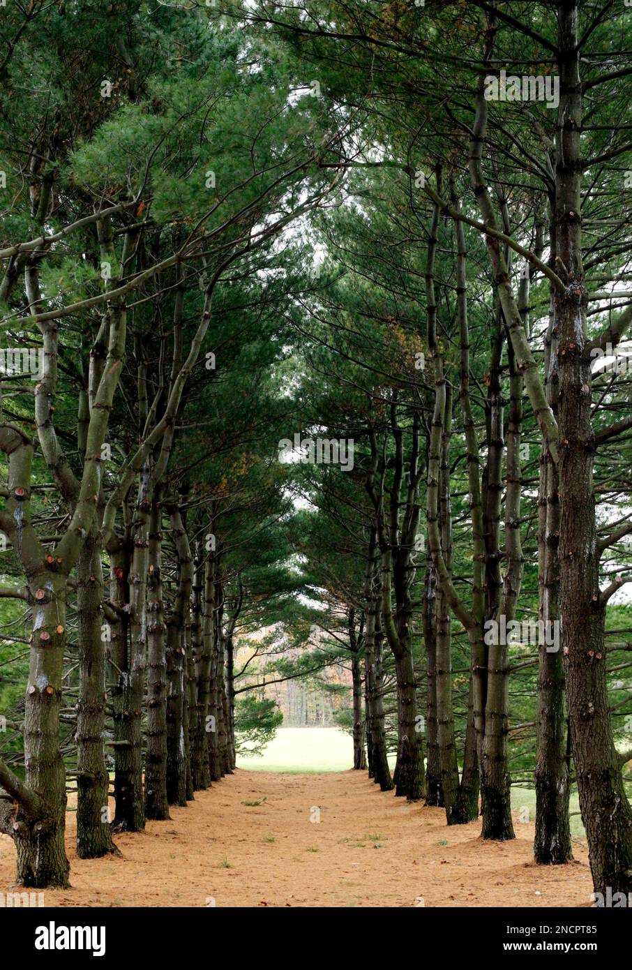 In this Nov. 5, 2010 photo, rows of trees line a path at the Five ...