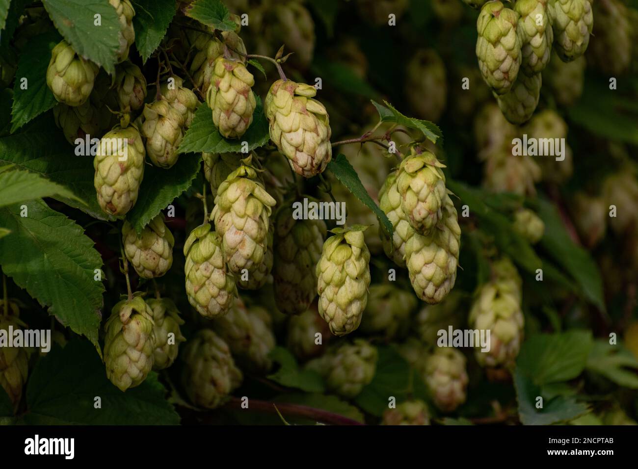 The cascade hop cones on the branches with green leaves Stock Photo - Alamy