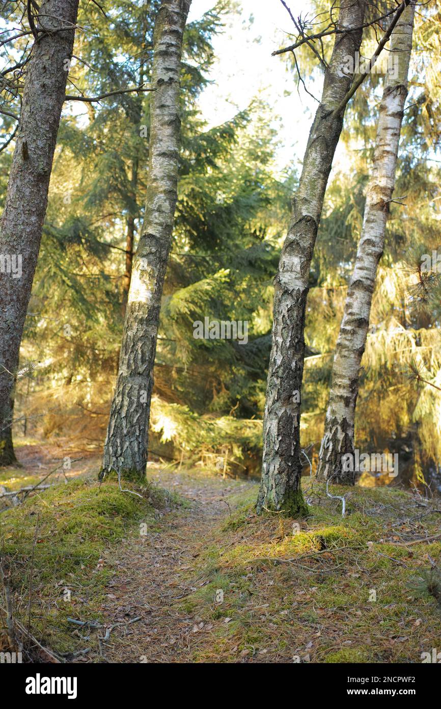 Forest wilderness. Uncultivated forest wilderness in Denmark - Odde ...