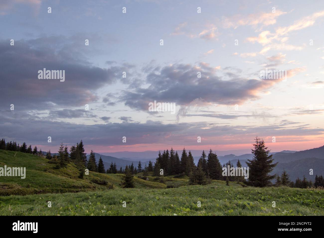 Hillside with spruce trees landscape photo Stock Photo - Alamy