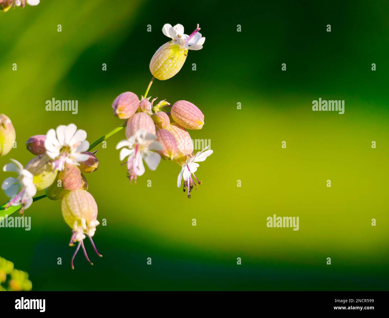 The beautiful bright plant Stock Photo - Alamy