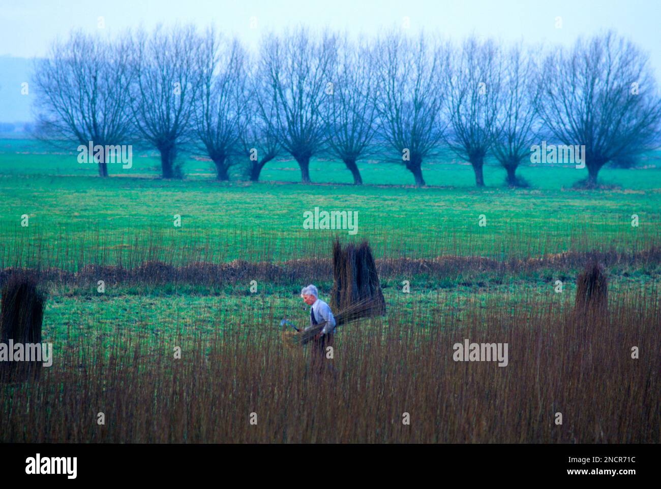 Gathering withies, Somerset Levels, UK Stock Photo - Alamy