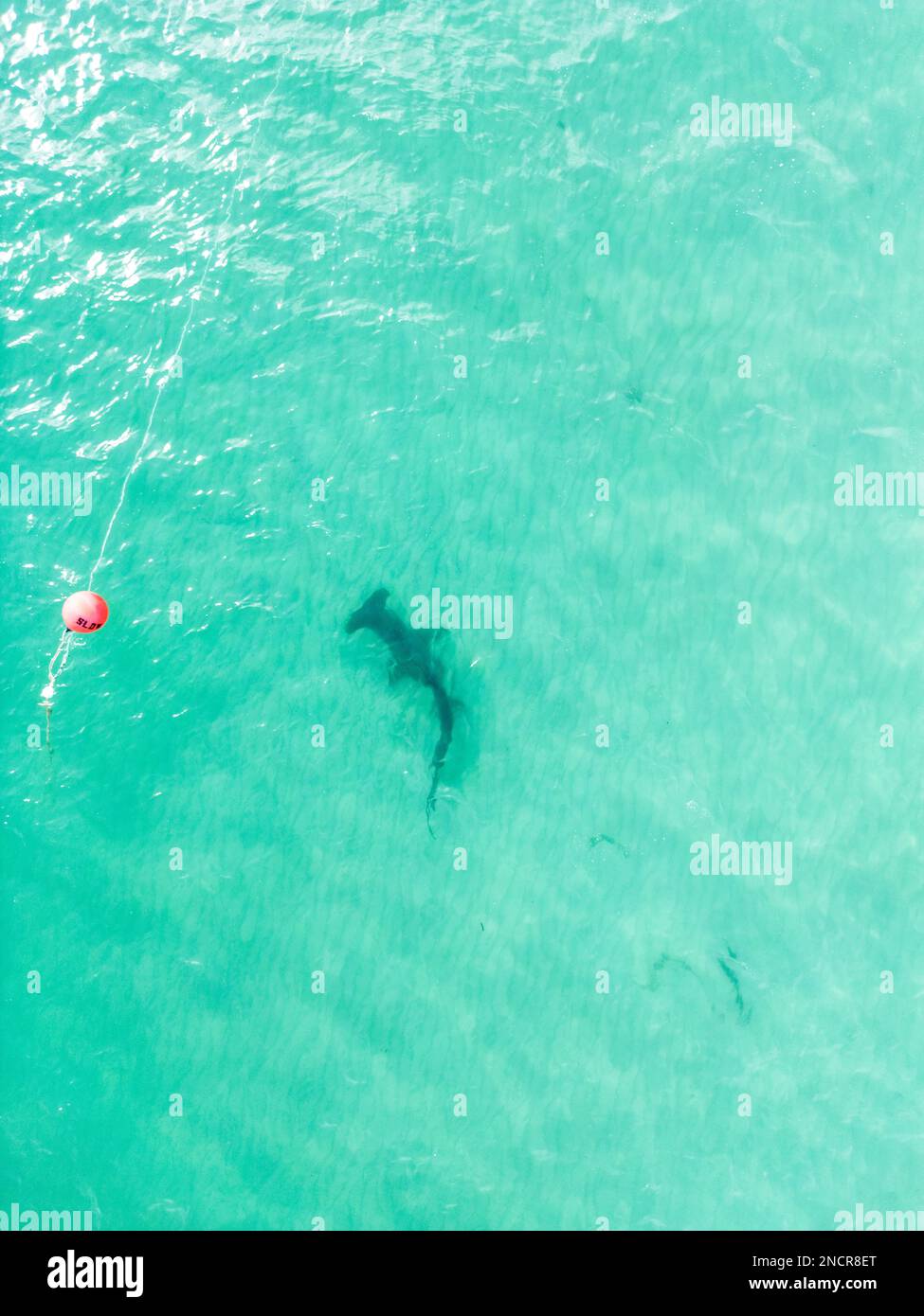 Shark hammer head hi-res stock photography and images - Alamy