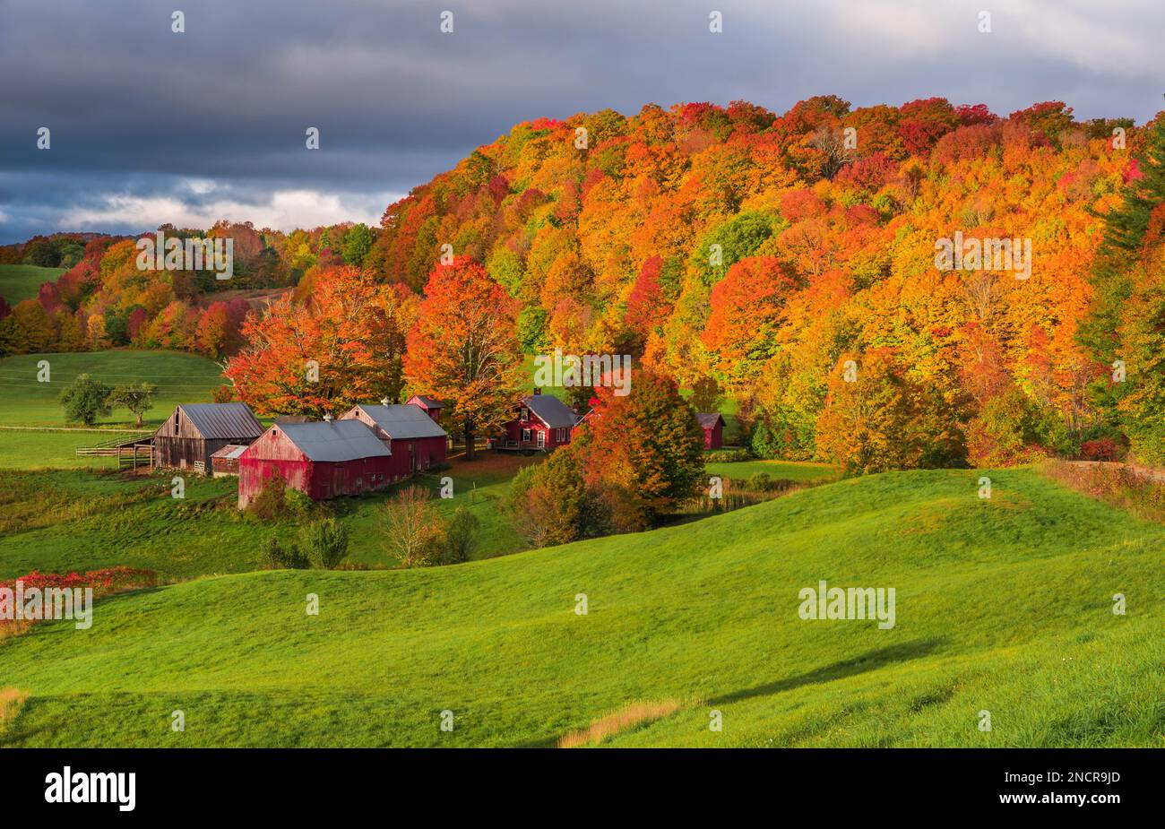 An aerial view of field with dense autumn trees Stock Photo - Alamy
