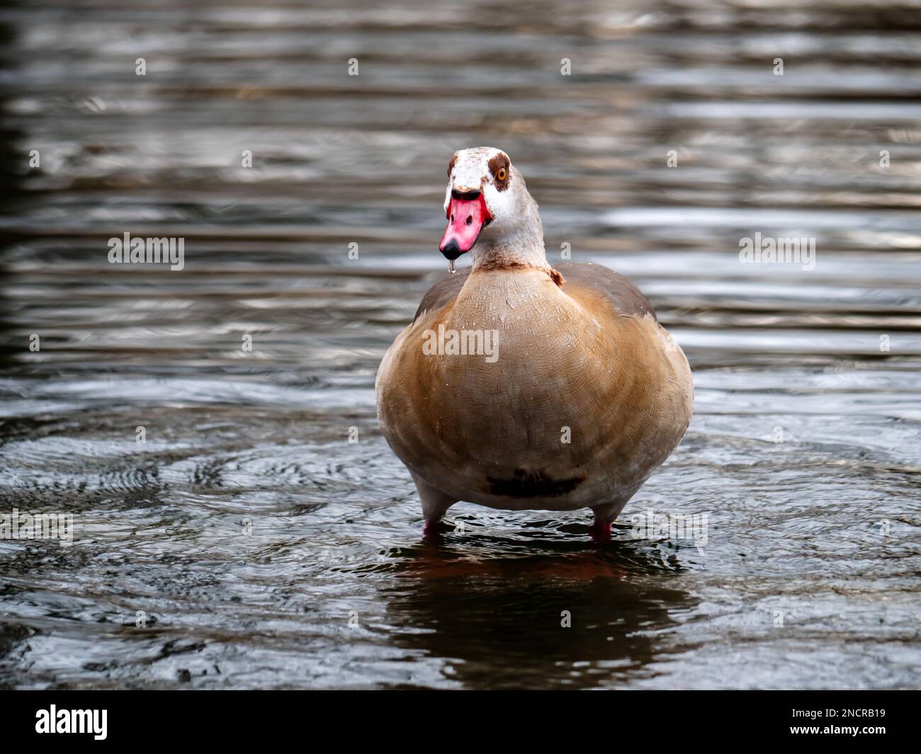 The wild goose is standing in the water Stock Photo - Alamy