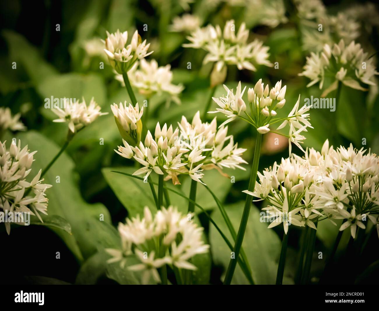 Summer season plants hi-res stock photography and images - Alamy