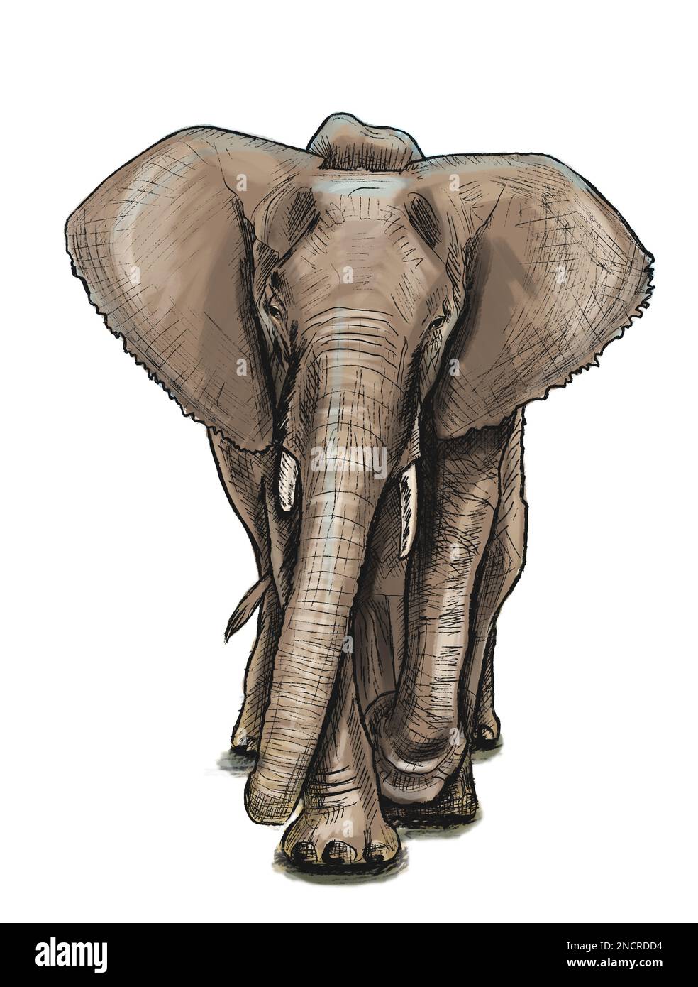 Elephant Front View Drawing