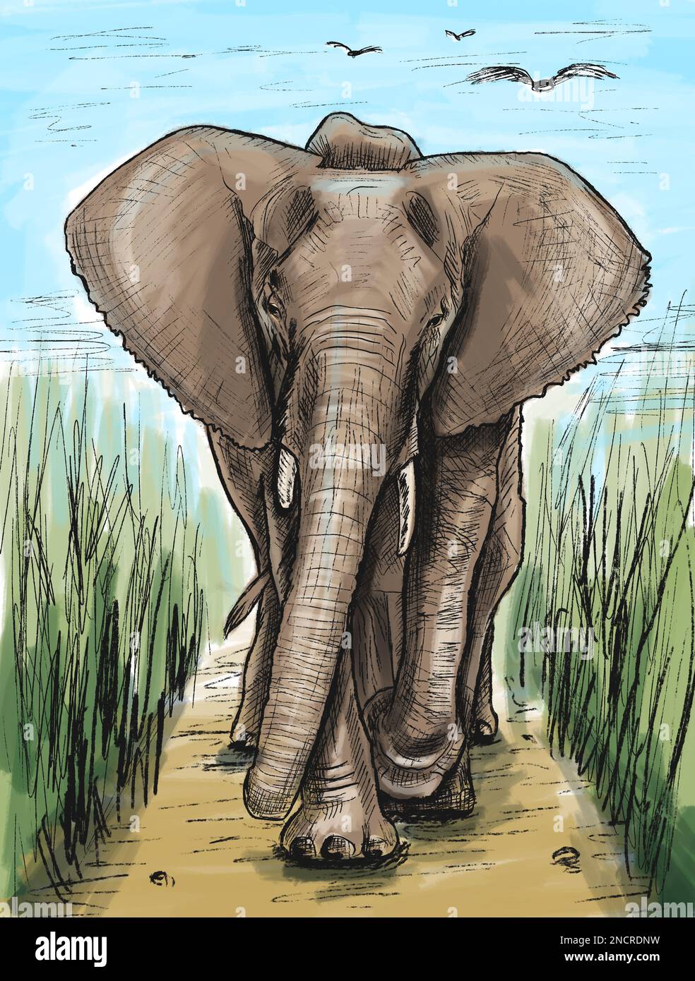 Watercolor elephant illustration hi-res stock photography and images ...
