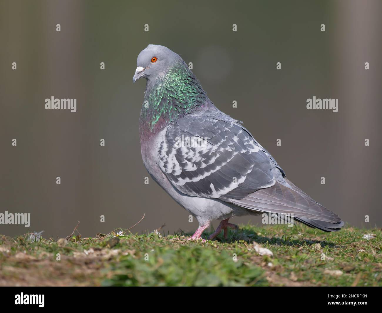 Animal pigeon hi-res stock photography and images - Alamy