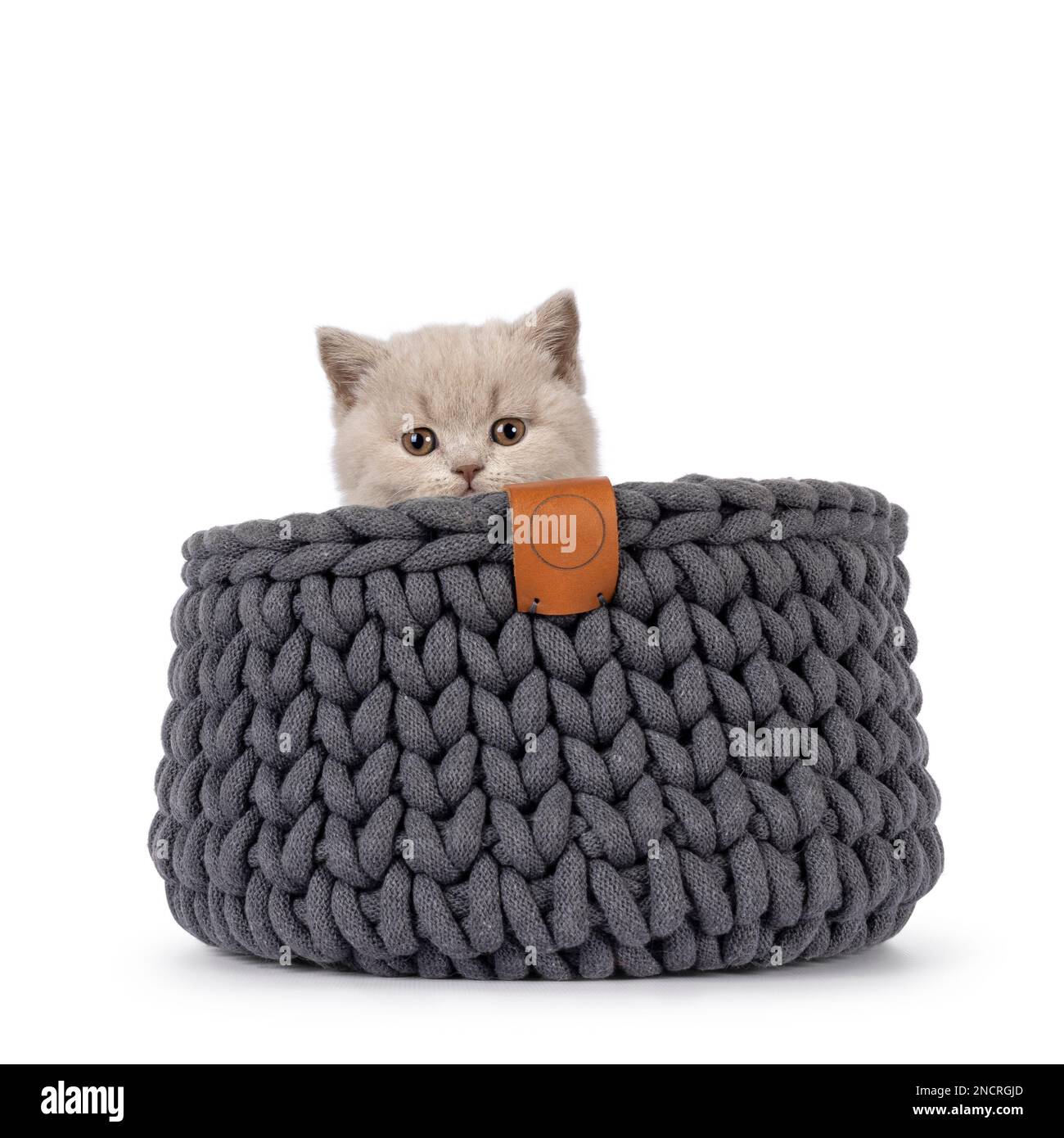 Adorable lilac British Shorthair cat kitten, sitting in a grey basket ...