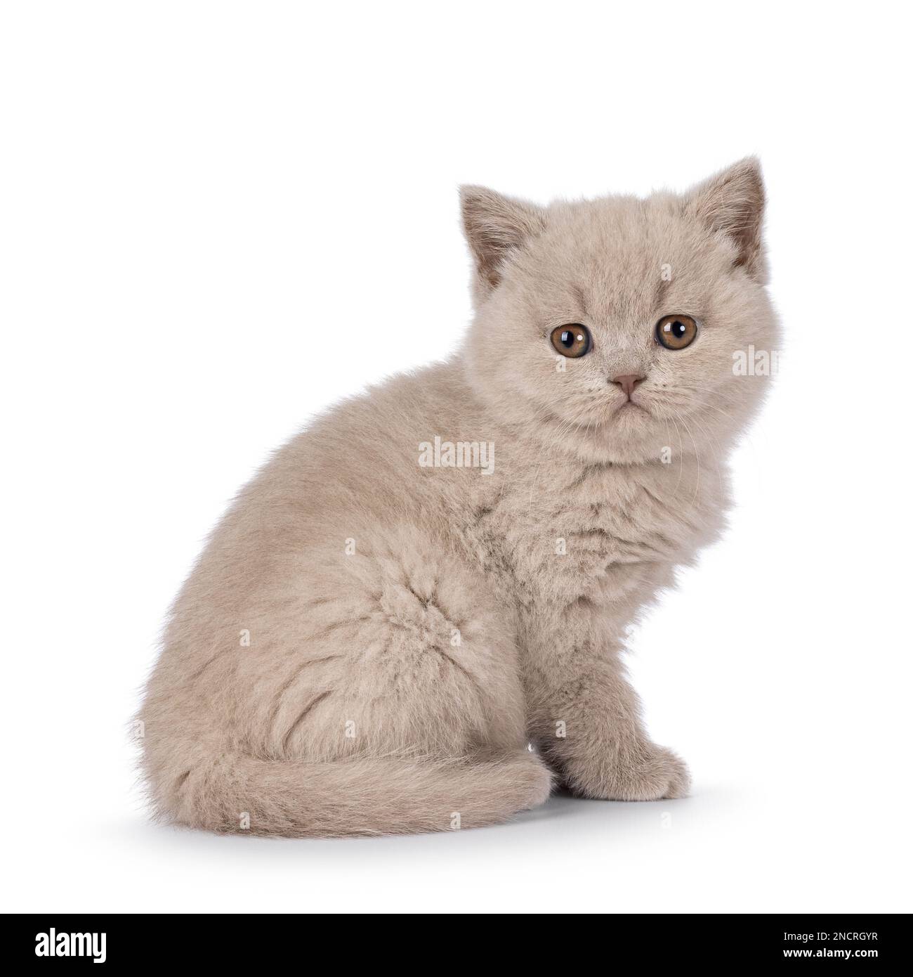 Adorable lilac British Shorthair cat kitten, sitting up side ways ...