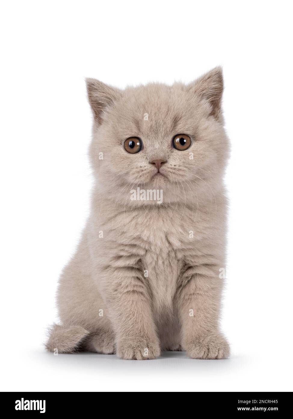 Adorable lilac British Shorthair cat kitten, sitting up facing front ...
