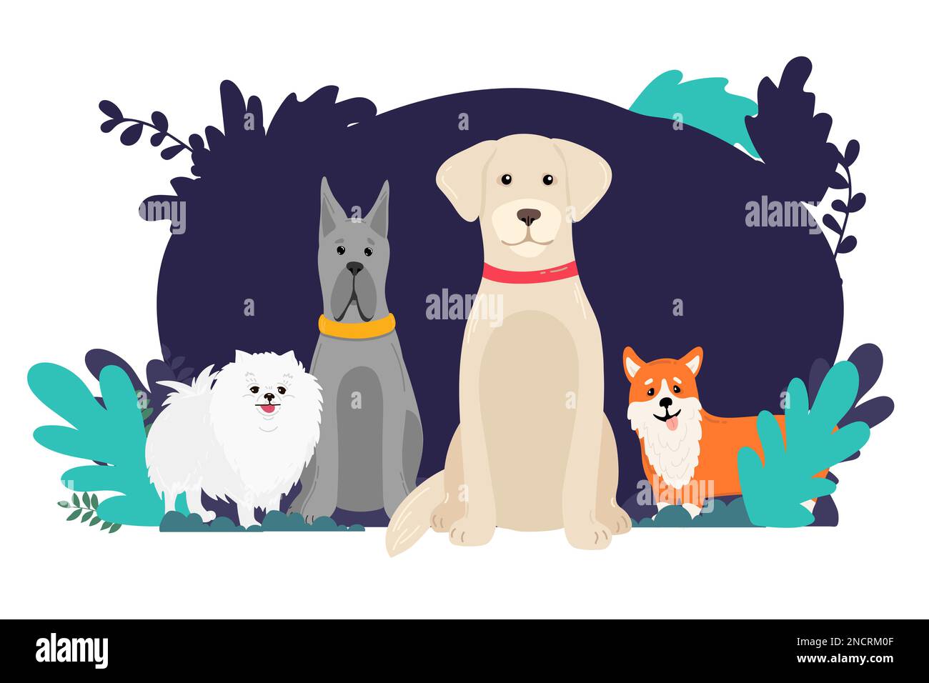 large dogs border set, front view spitz, french mastiff, labrador ...