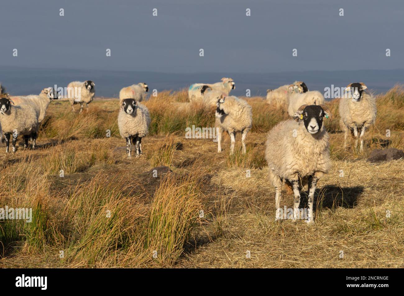 Swaledale ewes on Moorland in Northumberland, UK Stock Photo - Alamy