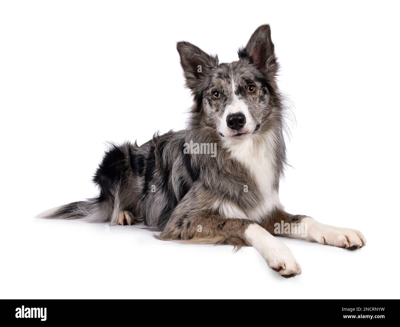 Young adult blue merle Border Collie dog, laying down side ways on edge ...