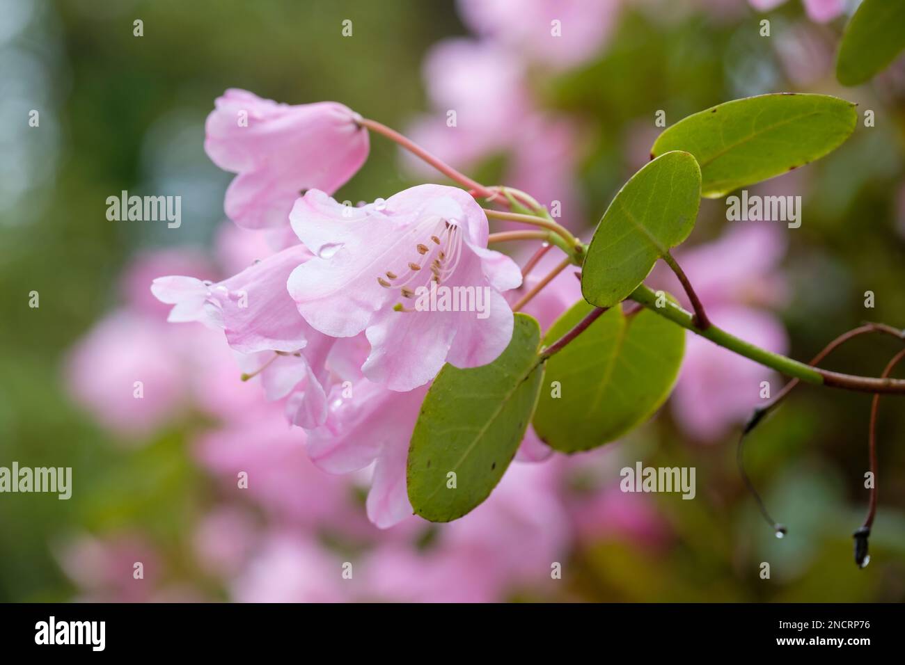 Rhododendron Temple Bells, Rhododendron Temple Belle, evergreen ...
