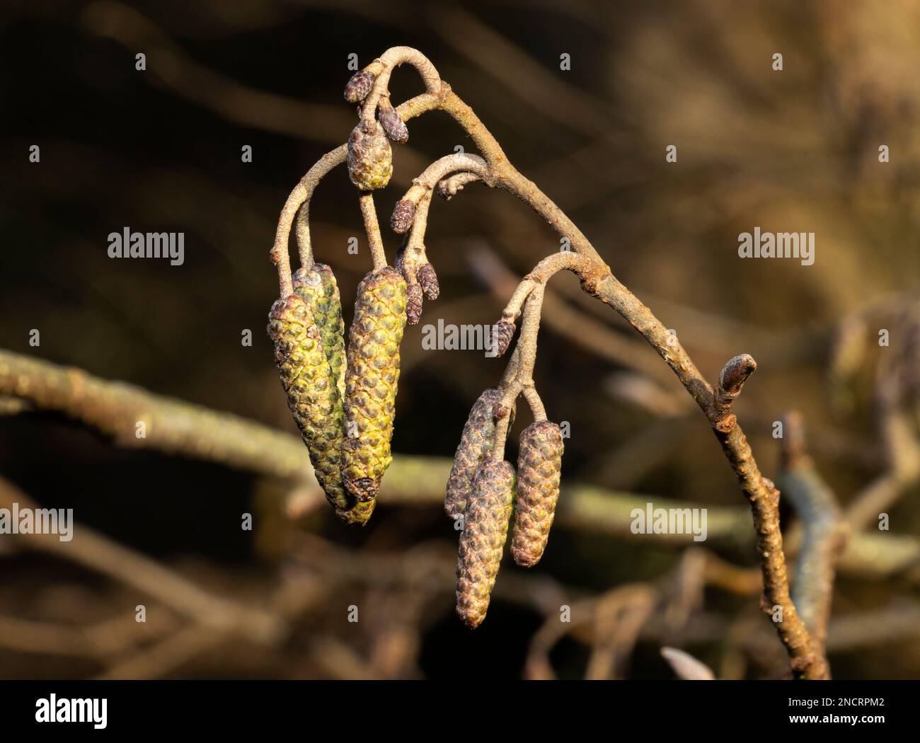 In late winter many trees start to show signs of the encroaching Spring ...