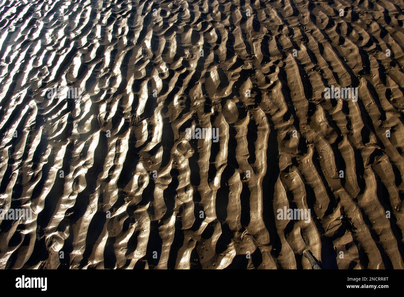 The receding tide has left ripples in the sand, created by the flow of ...