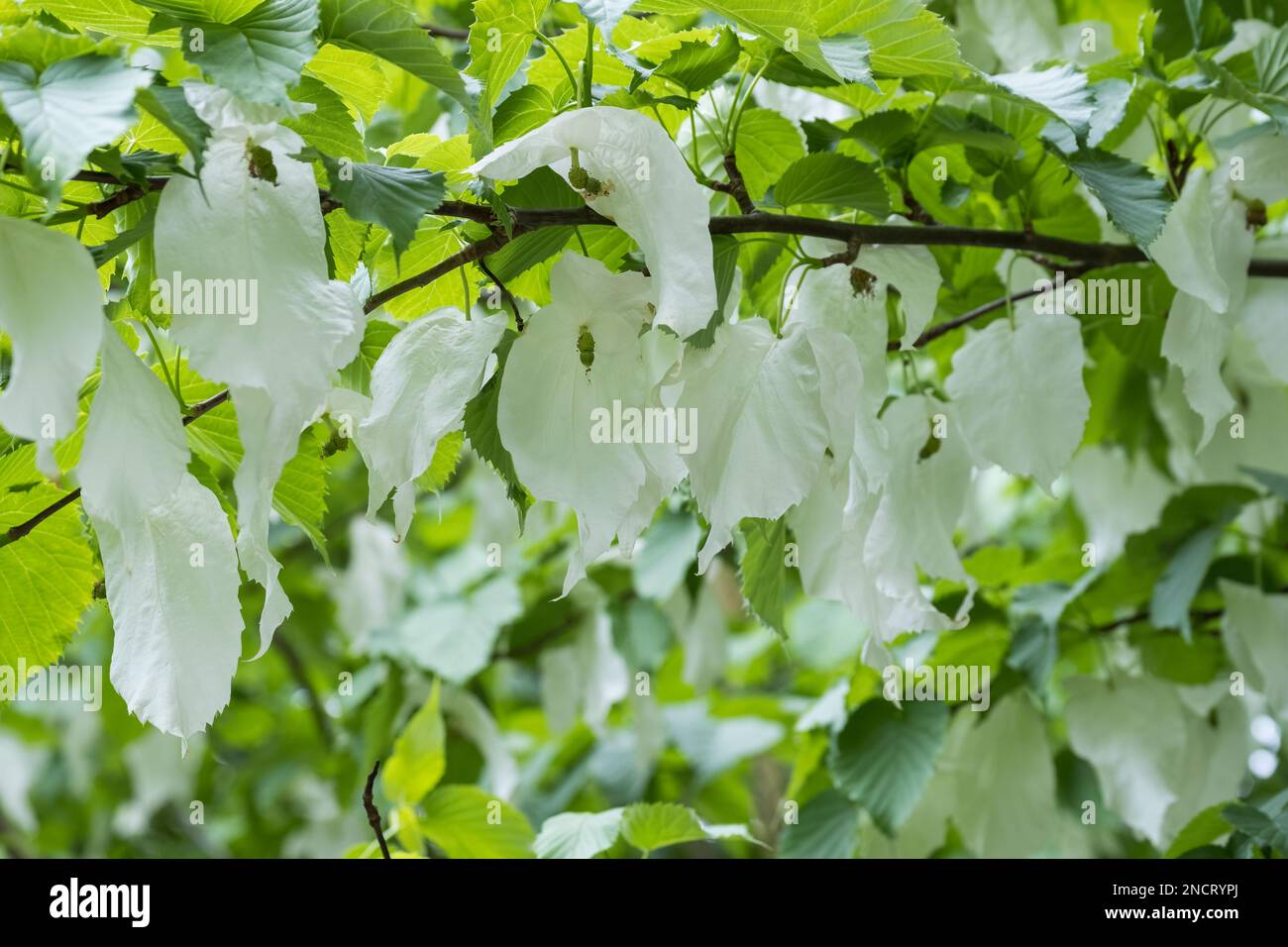 Davidia involucrata vilmoriniana de Vilmorin, deciduous tree, flowers ...