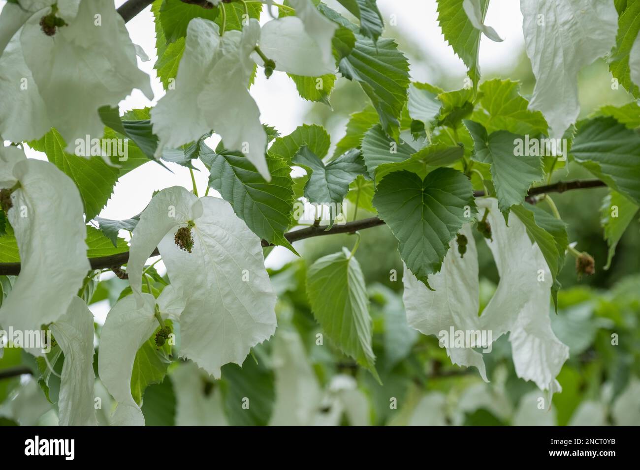 Davidia involucrata dove tree handkerchief tree hi-res stock ...