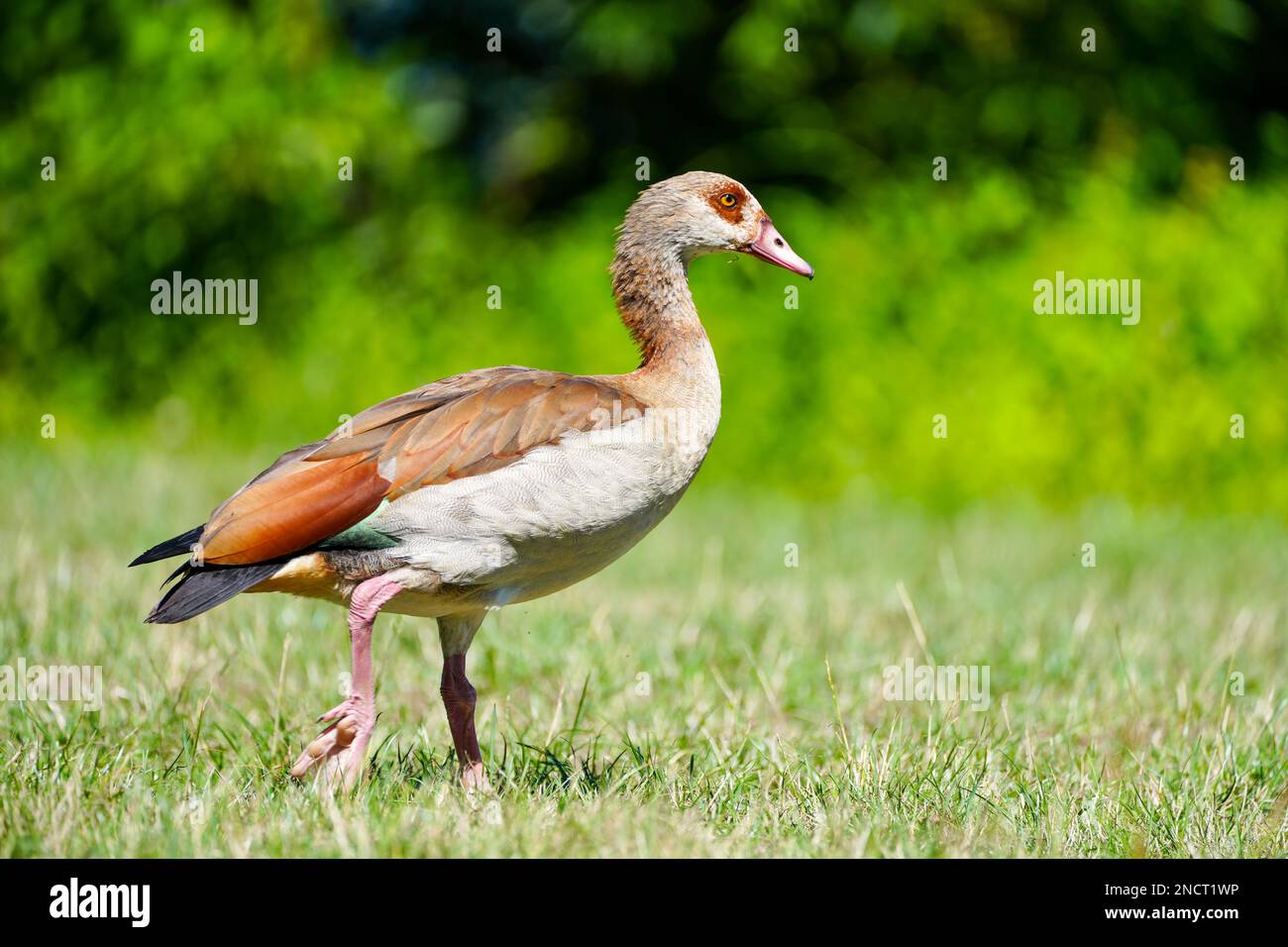 Egyptian goose alopochen aegyptiaca on a meadow hi-res stock ...