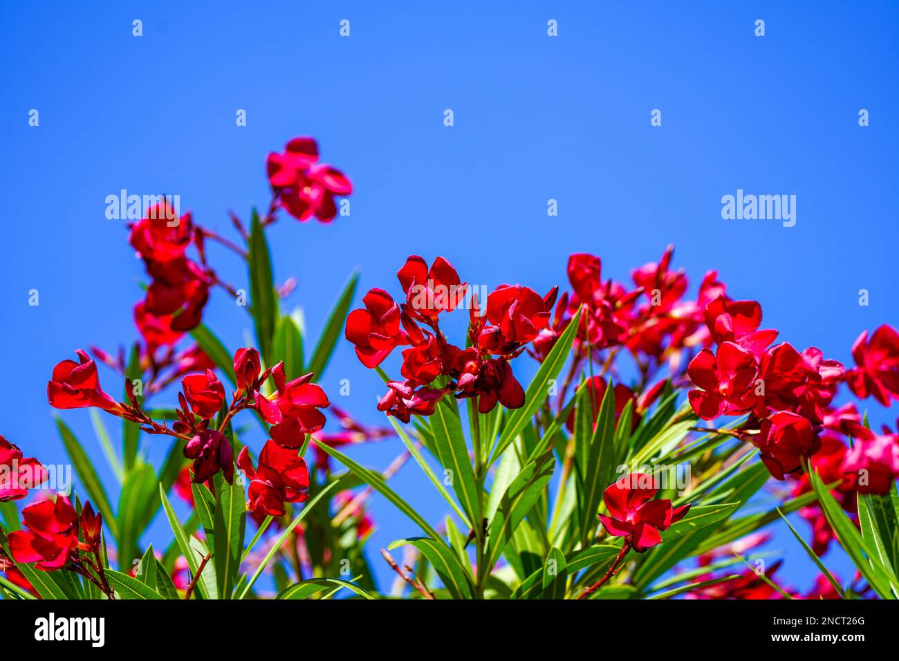 Red blooming oleander with blue sky background. Nerium oleander Stock ...