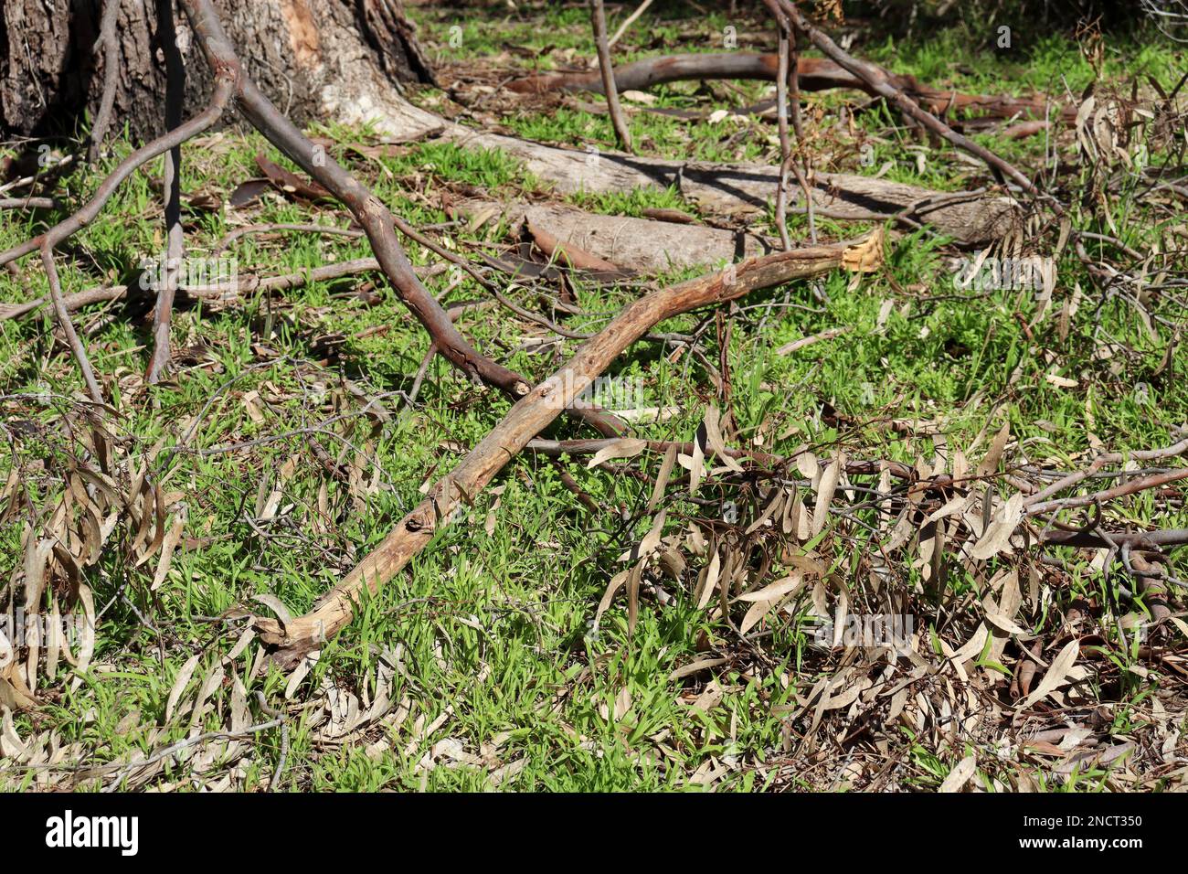 Eucalyptus Tree Roots