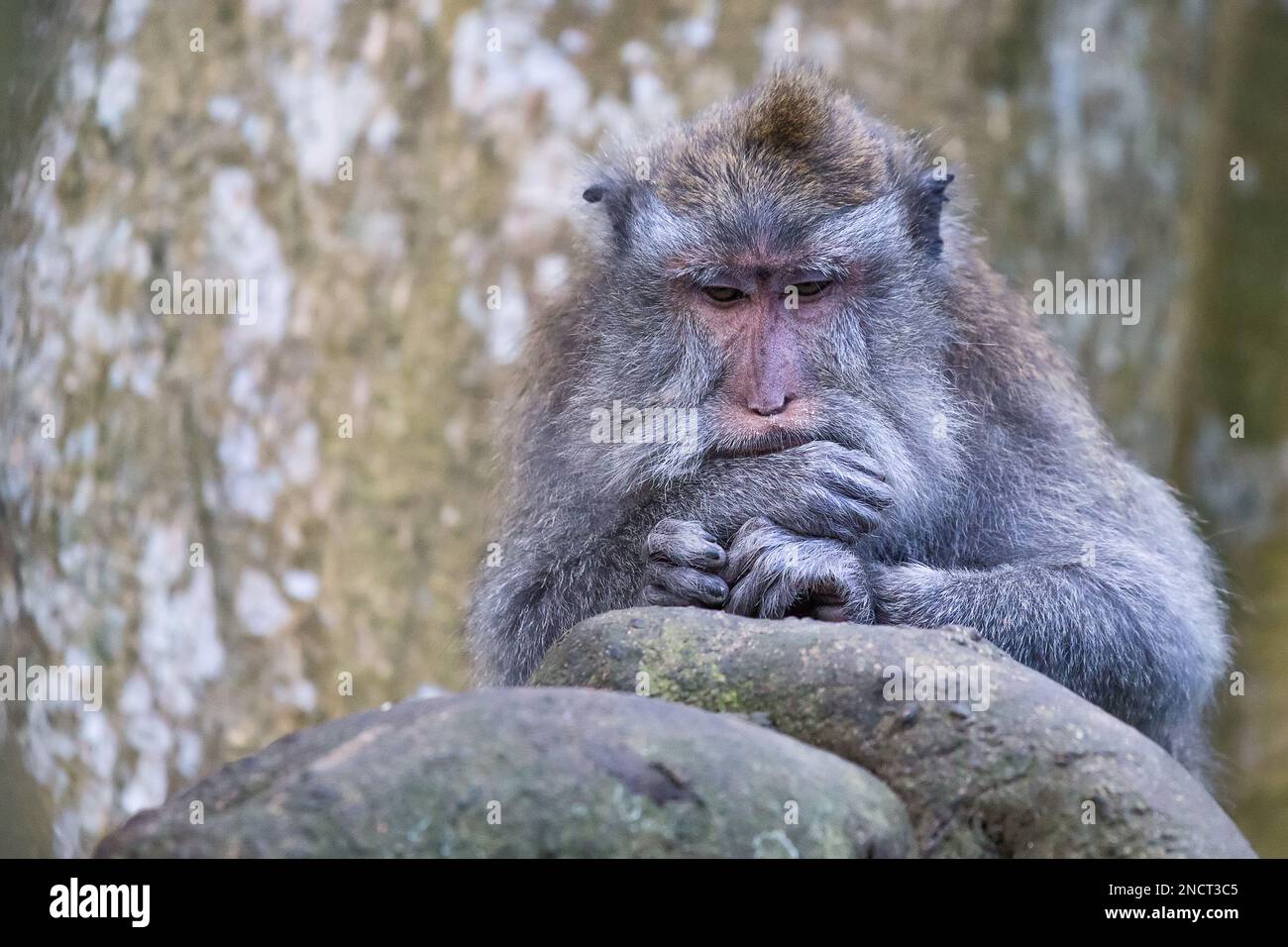 Uluwatu monkey forest hi-res stock photography and images - Alamy
