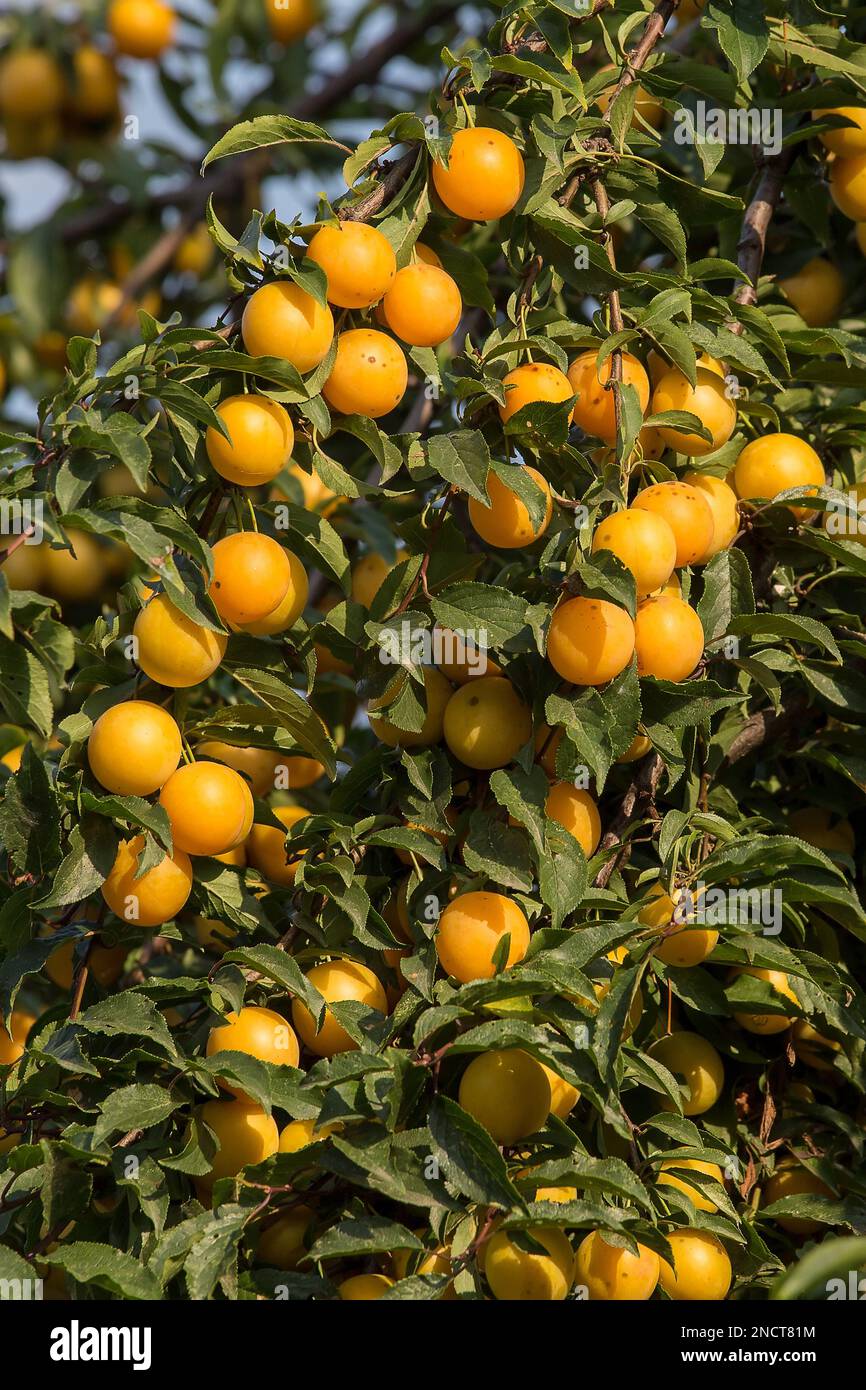 Ripe yellow plums on the tree. Fruit tree. Seasonal harvest. Ukraine ...