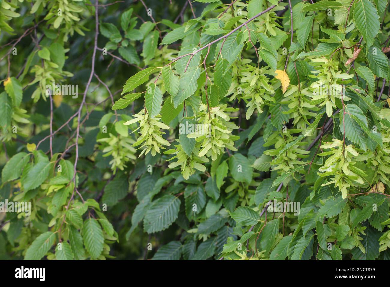 Branch with seed catkins of European hornbeam in Montenegro Stock Photo ...