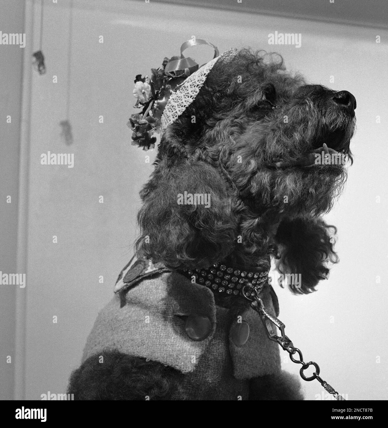 A rhinestone necklace worn by a pampered poodle shown in New York on ...