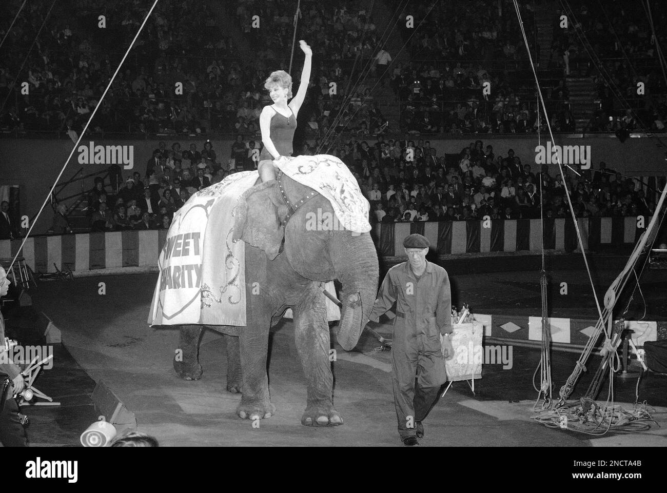 Gwen Verdon, star of Broadway’s “Sweet Charity,” rides an elephant ...