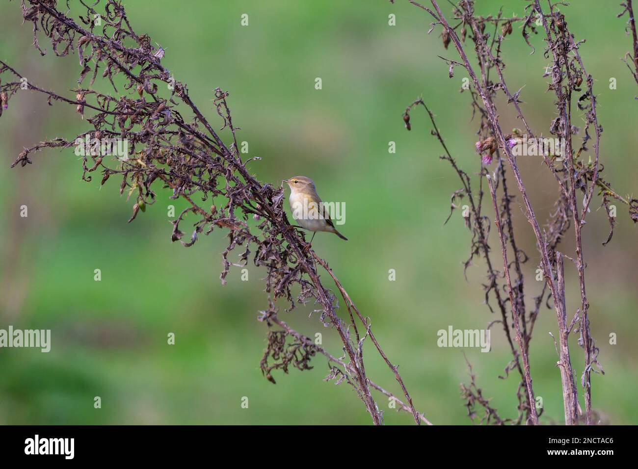 yellow bird looking around in woodland, Common Chiffchaff, Phylloscopus ... yellow bird looking around in woodland, Common Chiffchaff, Phylloscopus ...