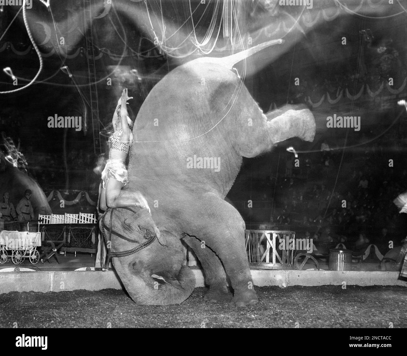 “Skee Otaris’ hands are over her head as her pachyderm does a headstand ...