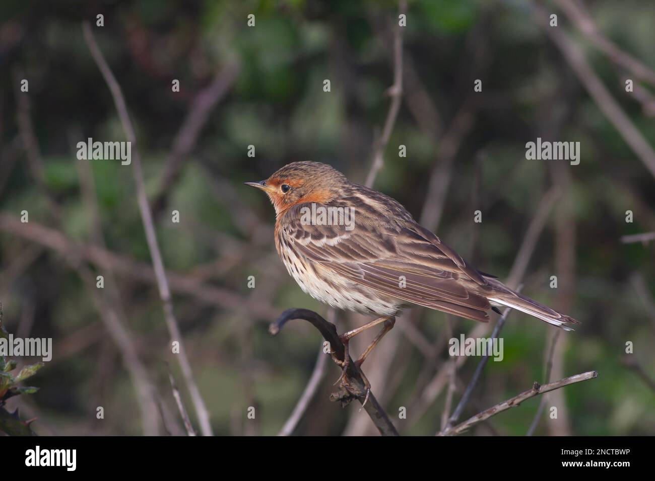 bird looking around in woodland, Anthus trivialis, Tree Pipit Stock ...