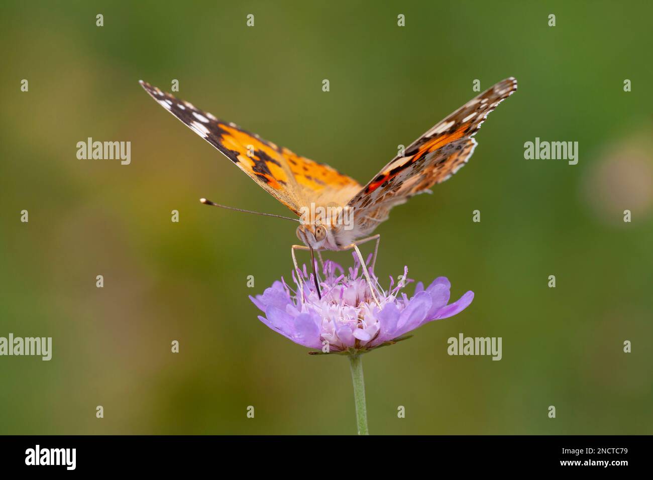 Large butterfly feeding on Scabiosa columbaria (Scabies) plant, Painted ...