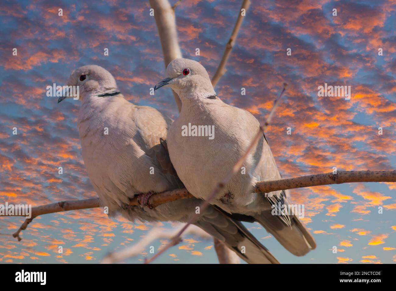 two doves in a tree together with love, Eurasian Collared Dove ...