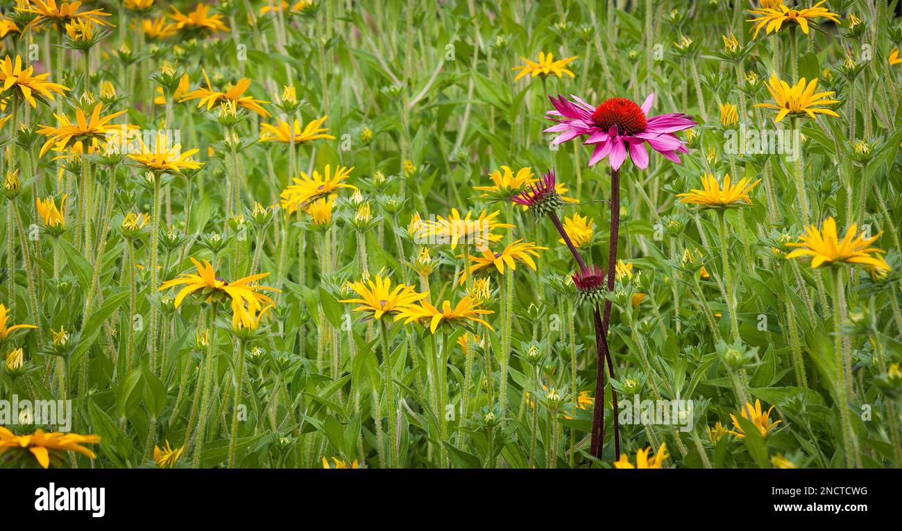 Stand out flowers hi-res stock photography and images - Alamy