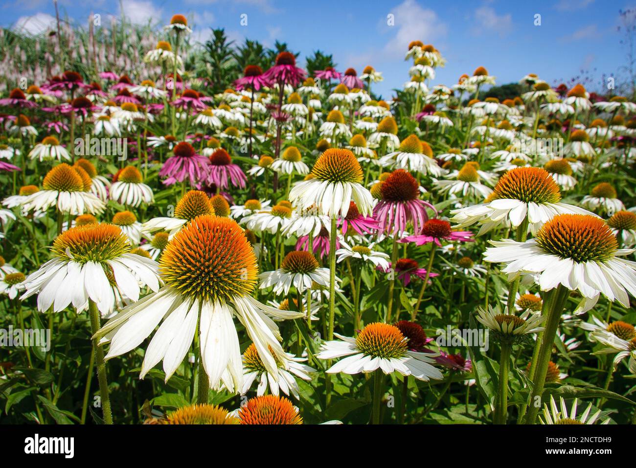 Mixed flower summer border Stock Photo - Alamy