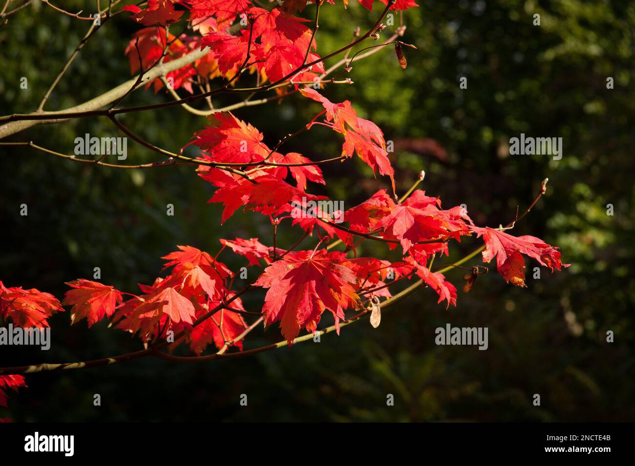 Two red maple branches in the sunshine Stock Photo - Alamy