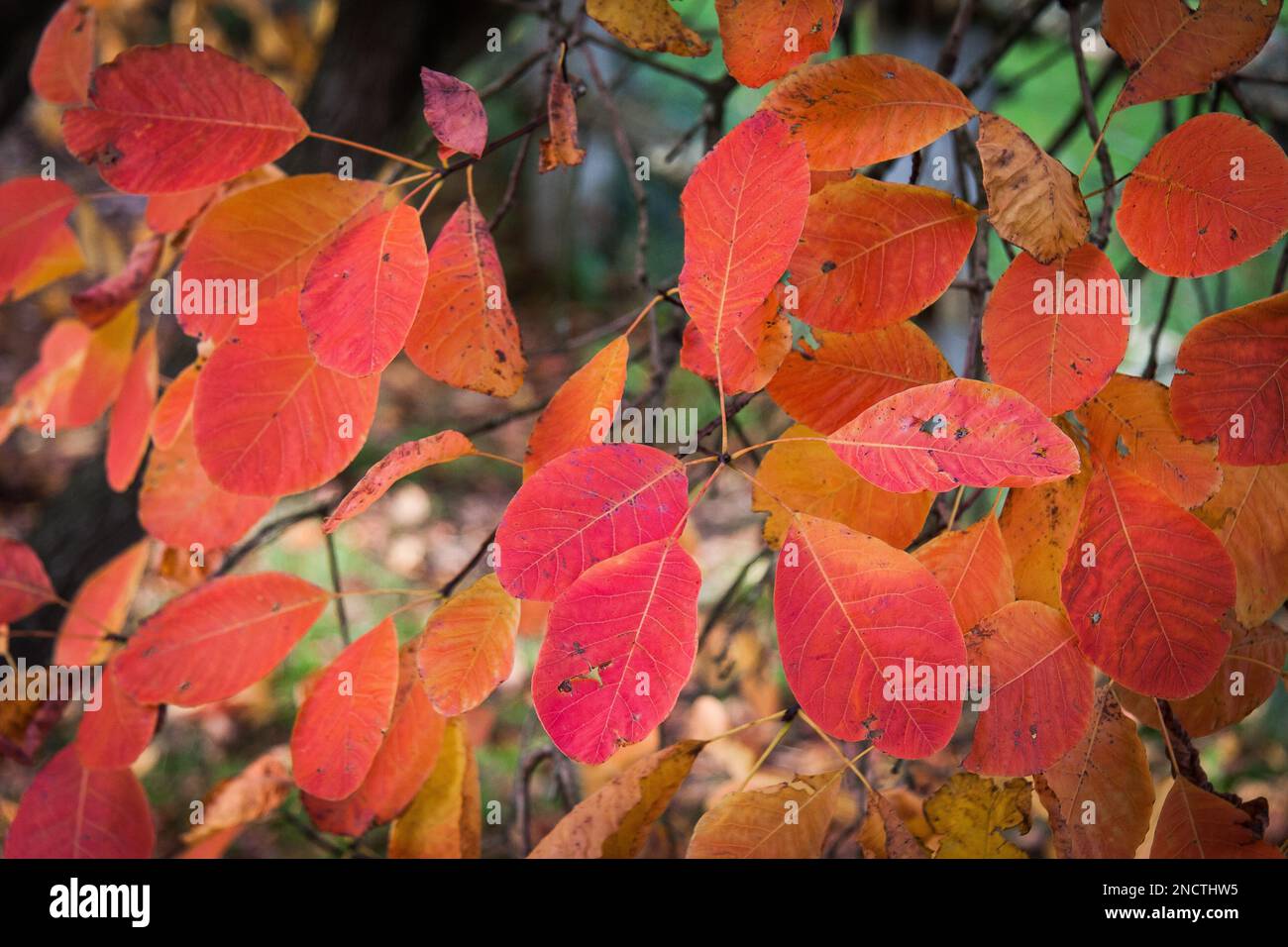 Autumnal leaves turning red on a bush Stock Photo - Alamy